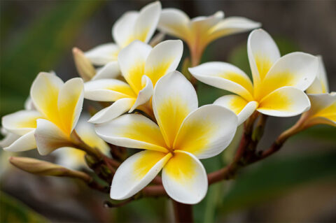 Frangipani Plants | Matakana Frangipani Deliver Across NZ