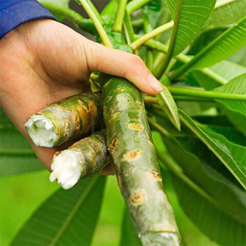 Frangipani Grower in Matakana – Blooming Good Plant Guarantee