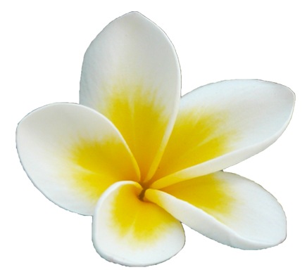 Frangipani For Sale | Matakana Frangipani Deliver Across NZ