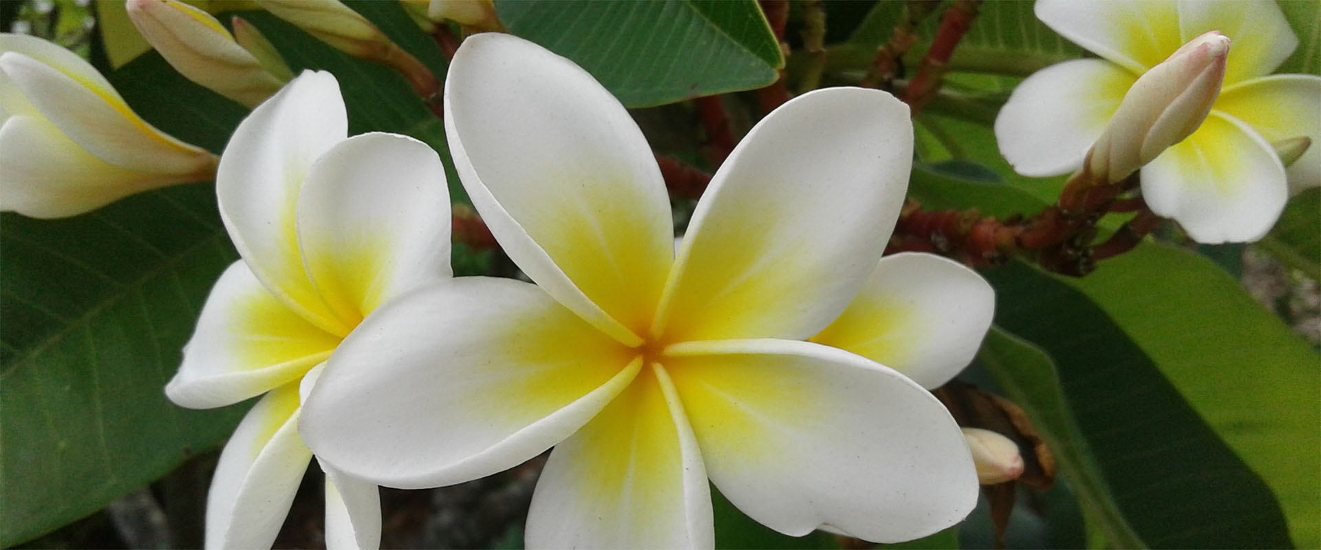 Frangipani Grower in Matakana – Blooming Good Plant Guarantee