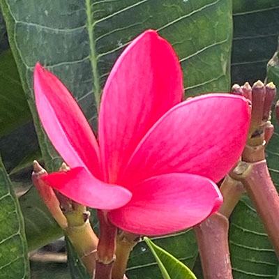 Where To Buy Frangipani Plants In Auckland | Matakana plumera