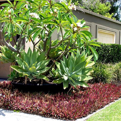 Frangipani Grower in Matakana – Blooming Good Plant Guarantee