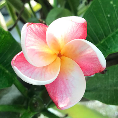 Plumeria NZ | View The Matakana Frangipani Collection