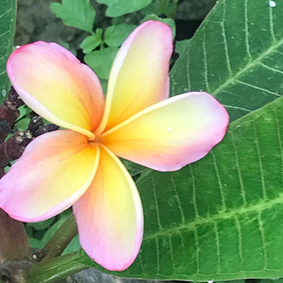 Where To Buy Frangipani Plants In Auckland | Matakana plumera