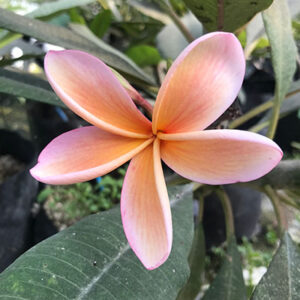 Plumeria NZ | View The Matakana Frangipani Collection