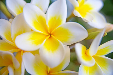 Frangipani Plants | Matakana Frangipani Deliver Across NZ