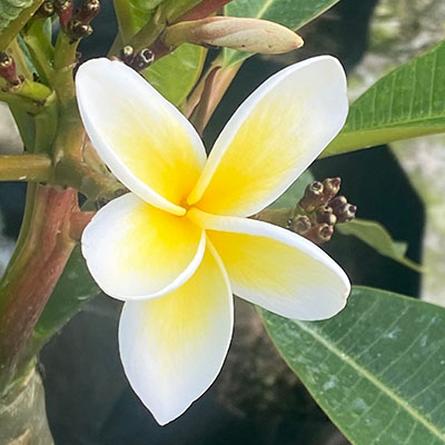 Where To Buy Frangipani Plants In Auckland | Matakana plumera