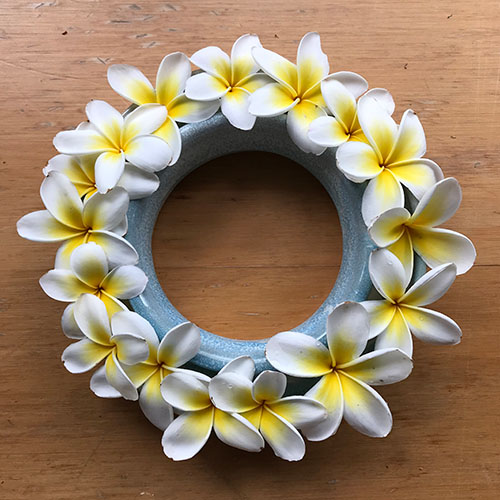 Frangipani Grower in Matakana – Blooming Good Plant Guarantee