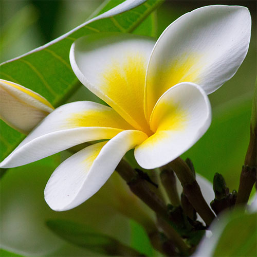Frangipani Grower in Matakana – Blooming Good Plant Guarantee