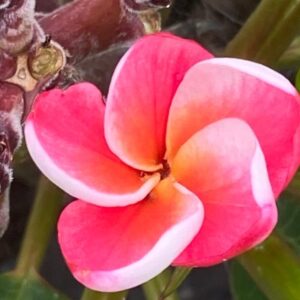 Plumeria NZ | View The Matakana Frangipani Collection