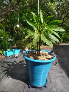 Plumeria NZ | View The Matakana Frangipani Collection