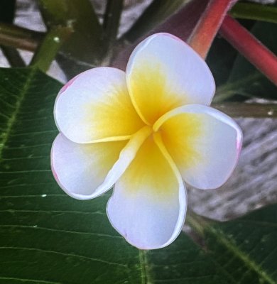 Plumeria NZ | View The Matakana Frangipani Collection