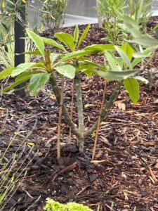 Plumeria NZ | View The Matakana Frangipani Collection