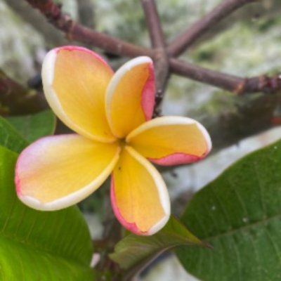 Plumeria NZ | View The Matakana Frangipani Collection