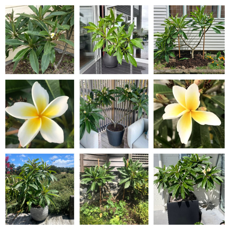 Plumeria NZ | View The Matakana Frangipani Collection