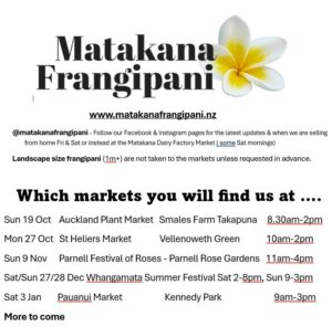 Frangipani Plants | Matakana Frangipani Deliver Across NZ